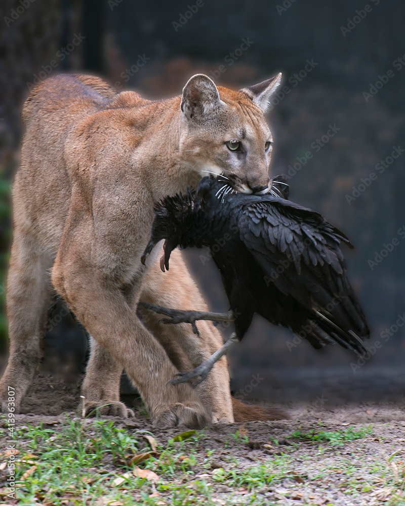 Florida Panther Stock Photos. Florida Panther close-up profile view with its prey in its mouth ...