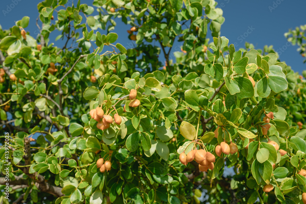 Guaiacum officinale, commonly known as roughbark lignum-vitae ...