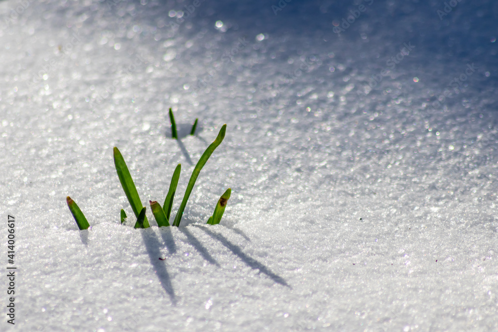 The winter ends and the springtime shows fresh green and snow covered ...