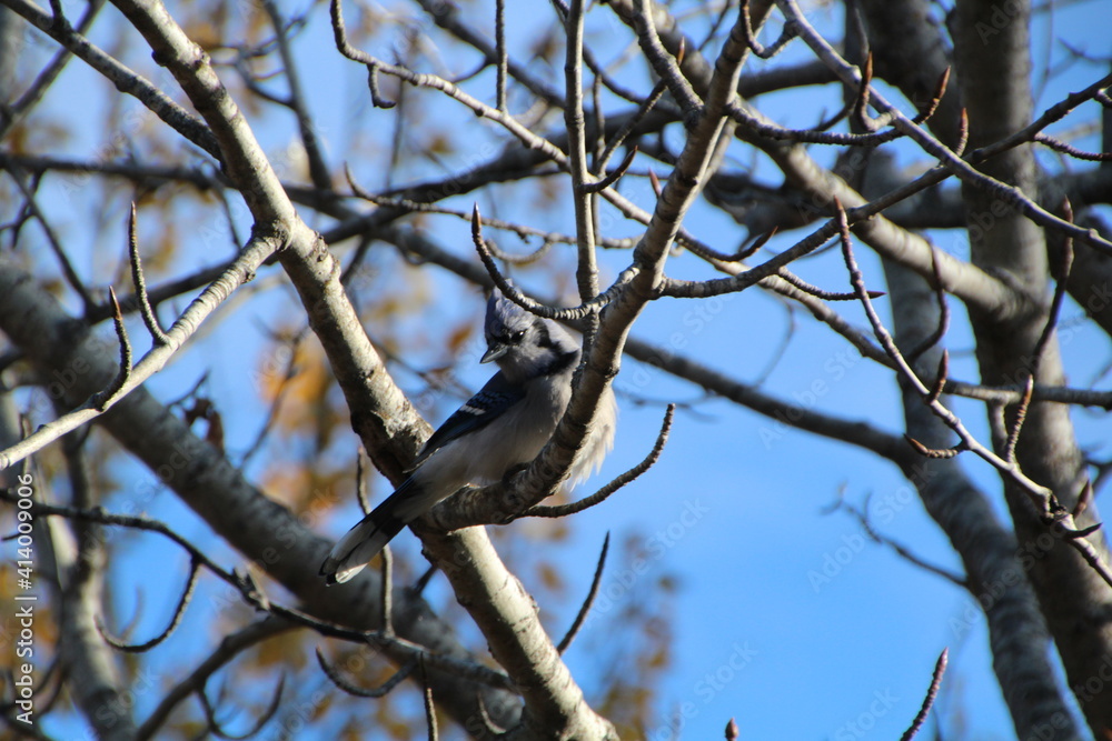 Blue Jay In The Tree, Whitemud Park, Edmonton, Alberta Stock Photo ...