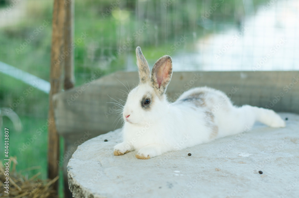 White rabbit outdoors.Close up bunny rabbit in agriculture farm.Rabbits ...