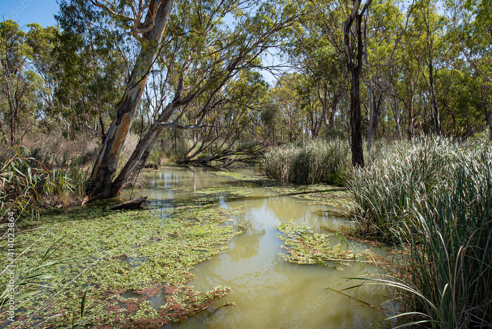Natural swamp, Backwater channel on the Murray River, South Australia ...
