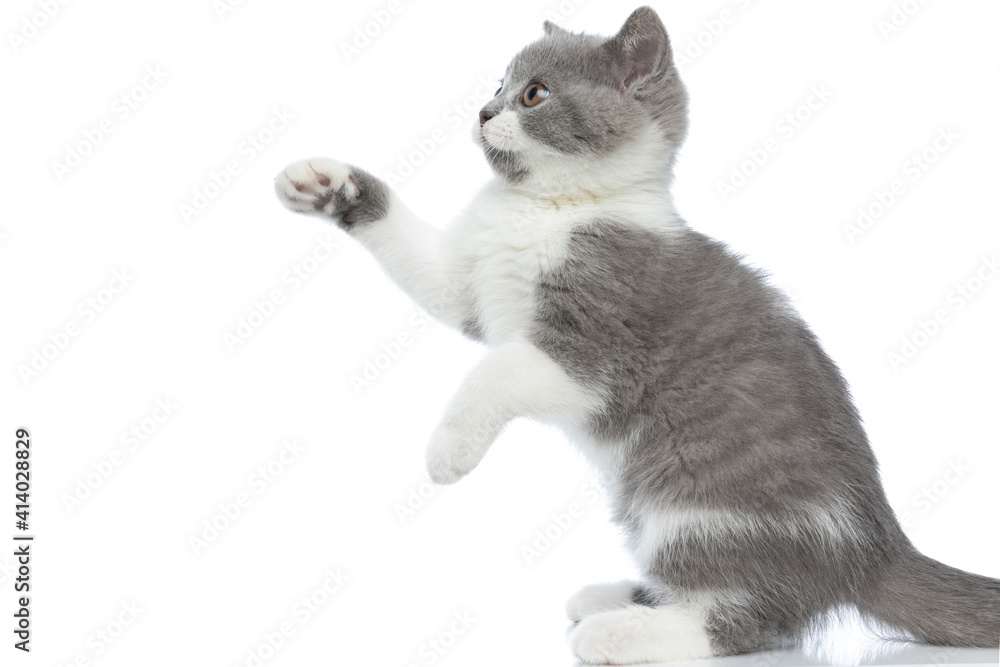 Fotografia do Stock: british shorthair cat trying to reach something ...