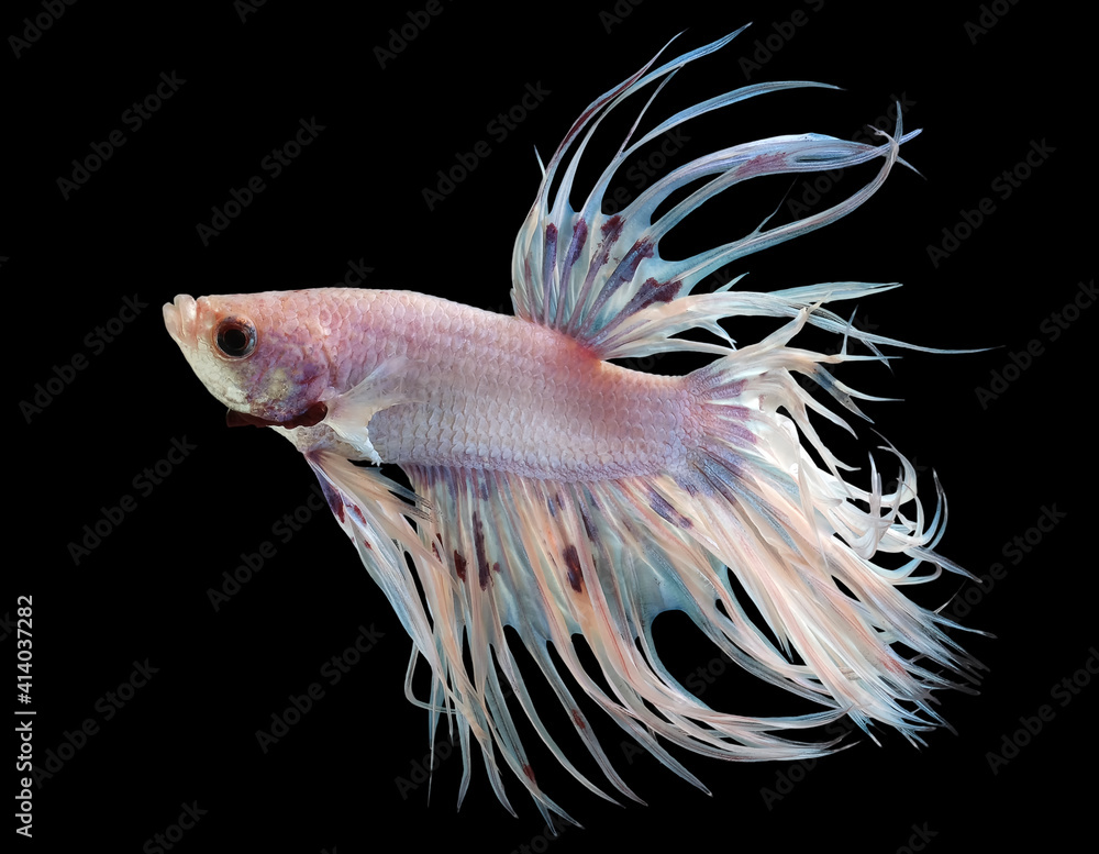 Beautiful movement of white Crowntail betta fish, Fancy Halfmoon Betta, The moving moment ...