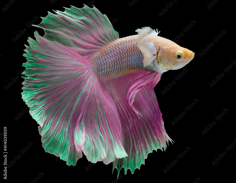 Purple And Pink Betta Fish