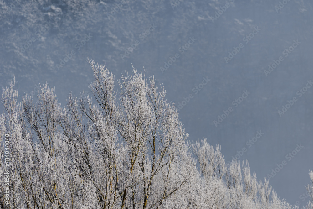 Branches of tree top with hoarfrost and rime with trees and thick fog ...