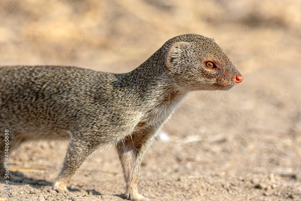 crispy closeup of mongoose, The Indian grey mongoose is a mongoose ...