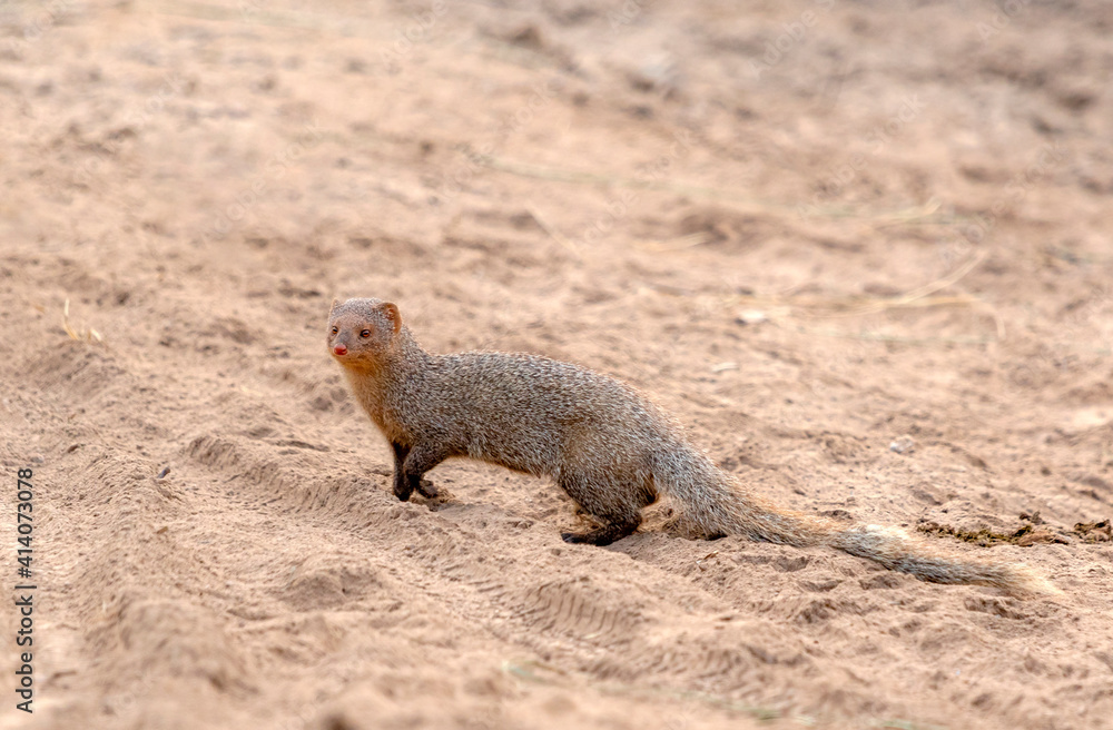 Poster The Indian grey mongoose is a mongoose species native to the ...