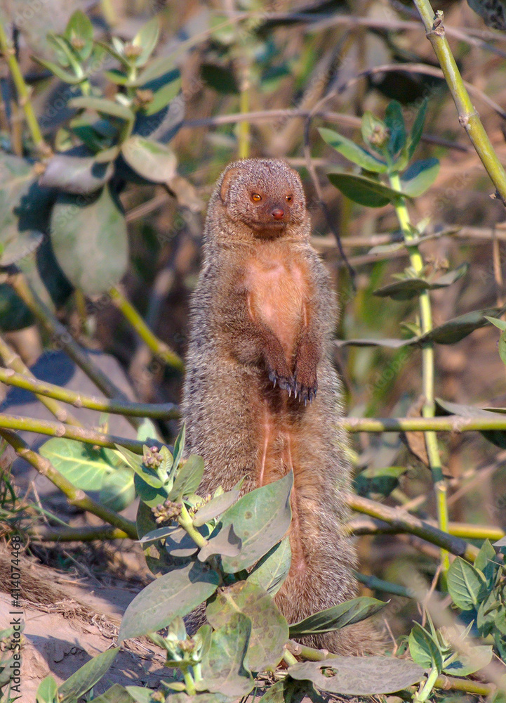The Indian grey mongoose is a mongoose species native to the Indian ...