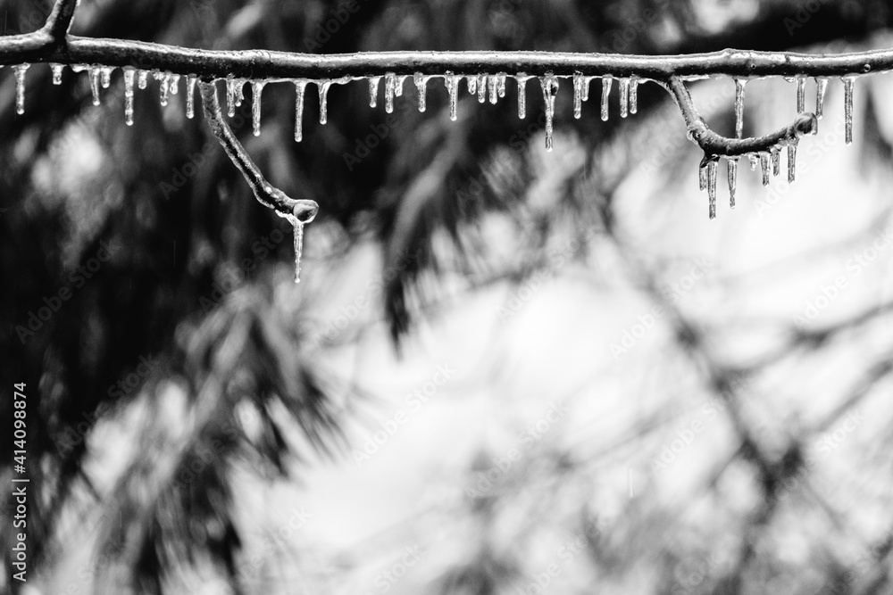 Tree branches covered in a glaze of ice from freezing rain the winter ...