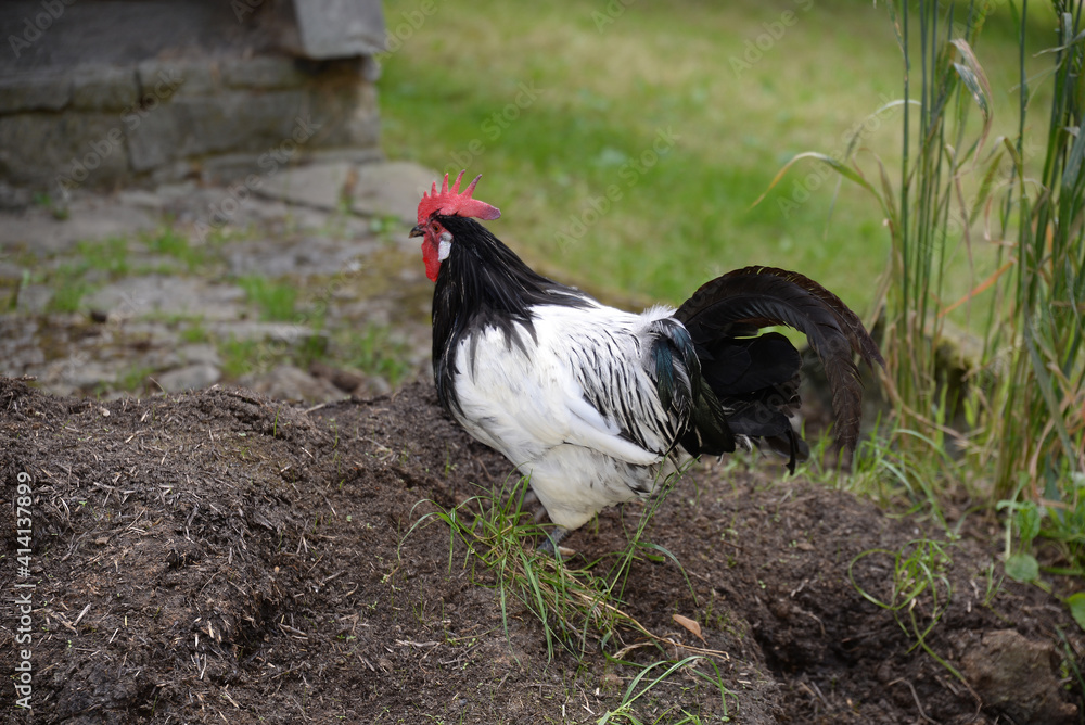 Hahn Stock Photo | Adobe Stock