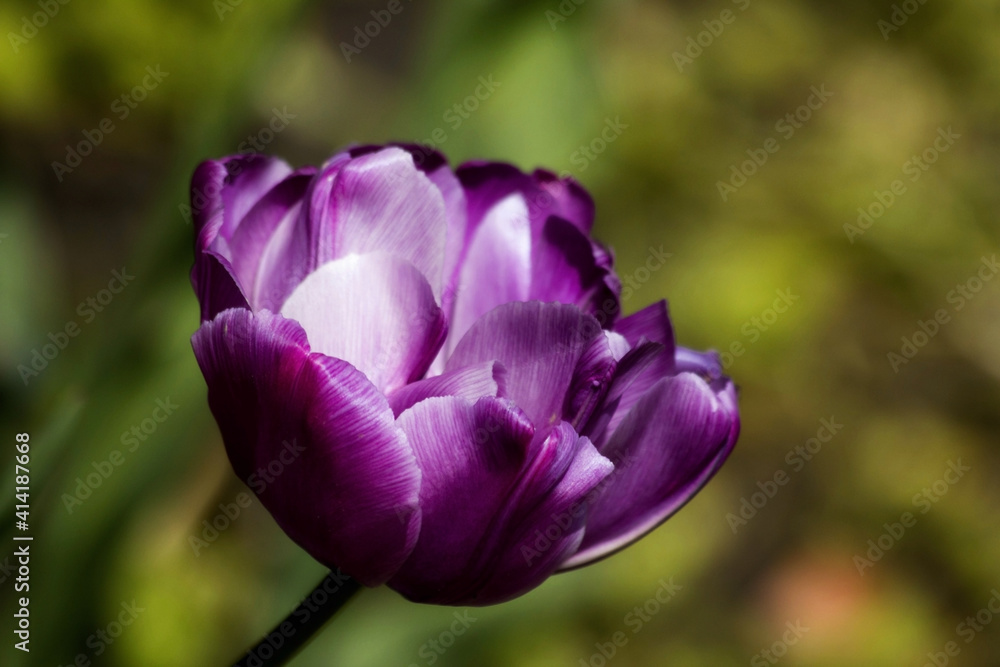 Violet purple tulip close-up in spring farm field. Violet color or ...