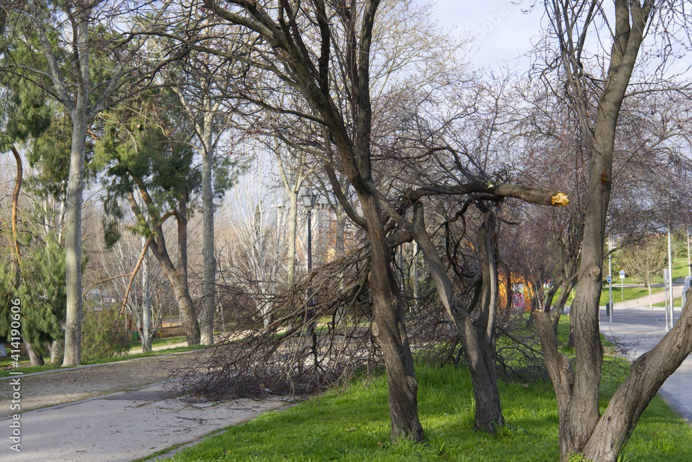 Fallen trees in the San Isidro park in Madrid after the snow storm ...