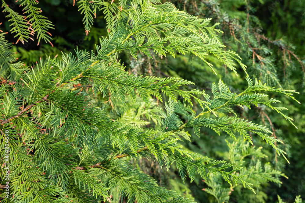 Thuja plicata branch against a blurred background of evergreens ...