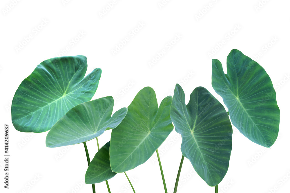 Tropical Green Leaves of Elephant Ear Plant Isolated on White ...