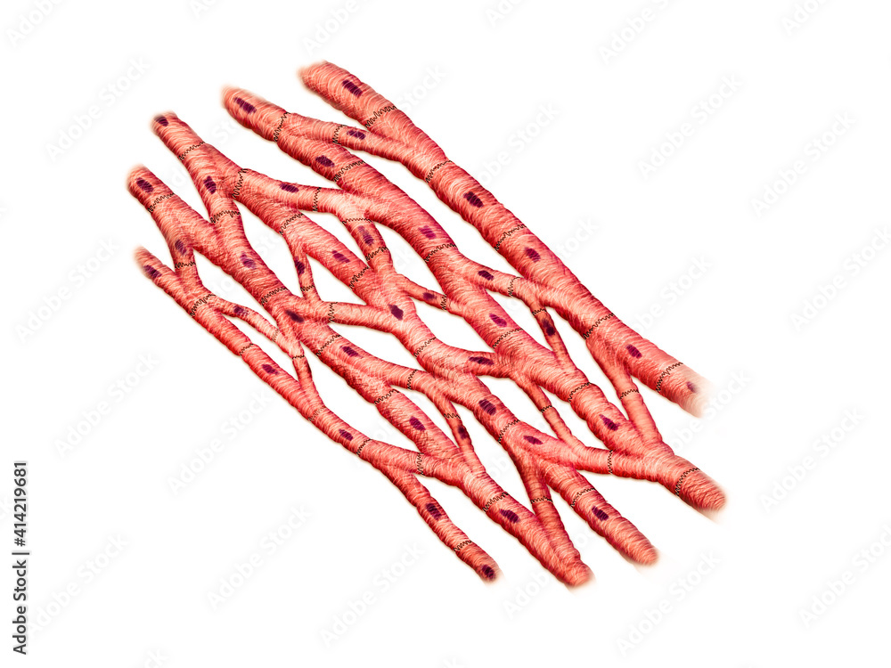 human cardiac muscle cells on a white background, 2d graphic Stock ...