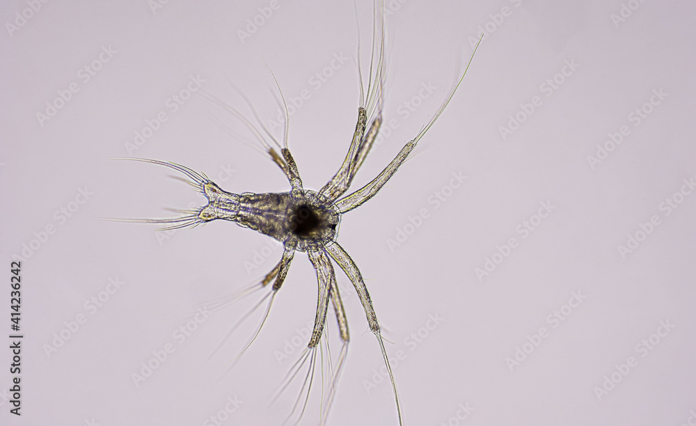 Closeup nauplius stage of vannamei shrimp in light microscope, Shrimp ...