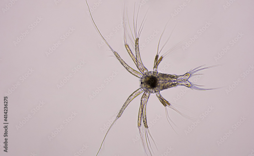 Closeup nauplius stage of vannamei shrimp in light microscope, Shrimp ...