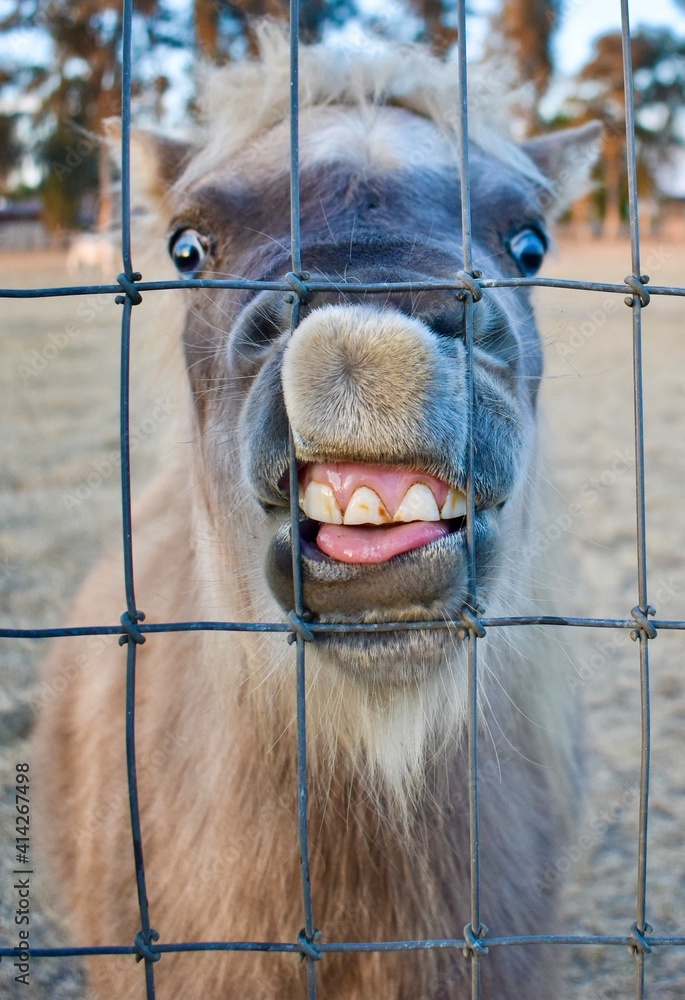 Hilarious funny miniature pony horse showing teeth and gums with pink ...