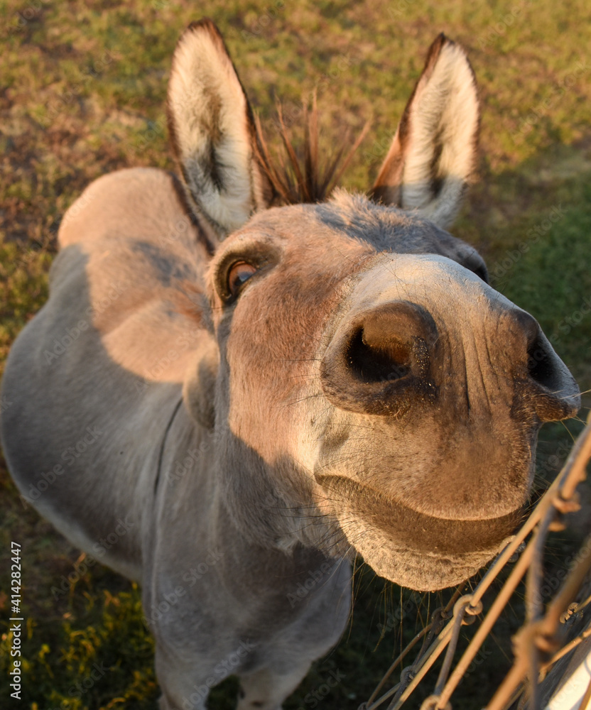 Cute and funny donkey looks like cartoon character looking up and ...