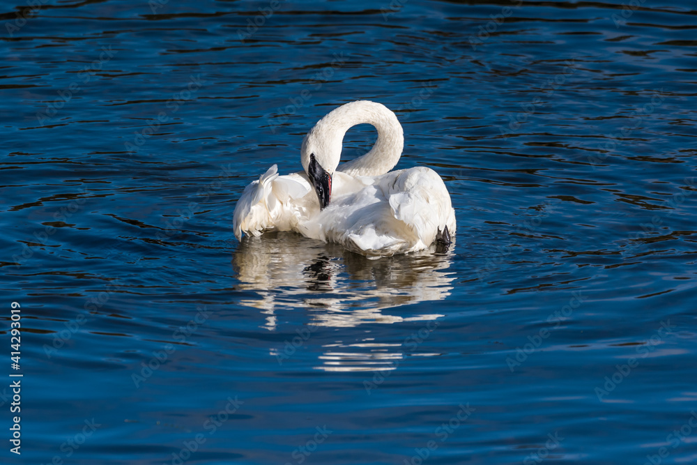 Swan with neck curved forming a perfect circle preening its feathers ...