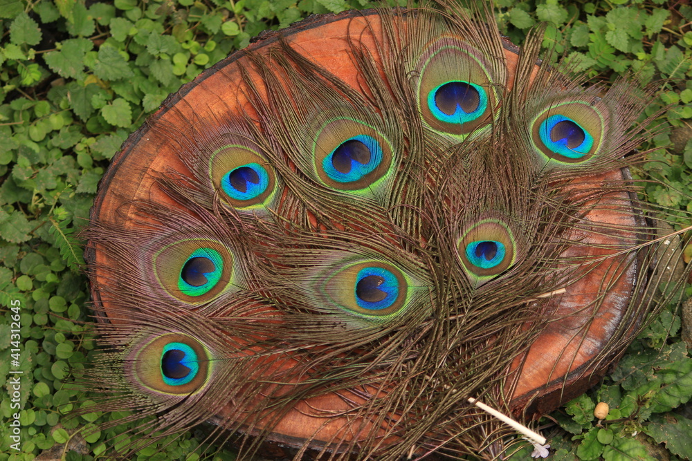 peacock feather detail and texture for fashion and decoration Stock ...