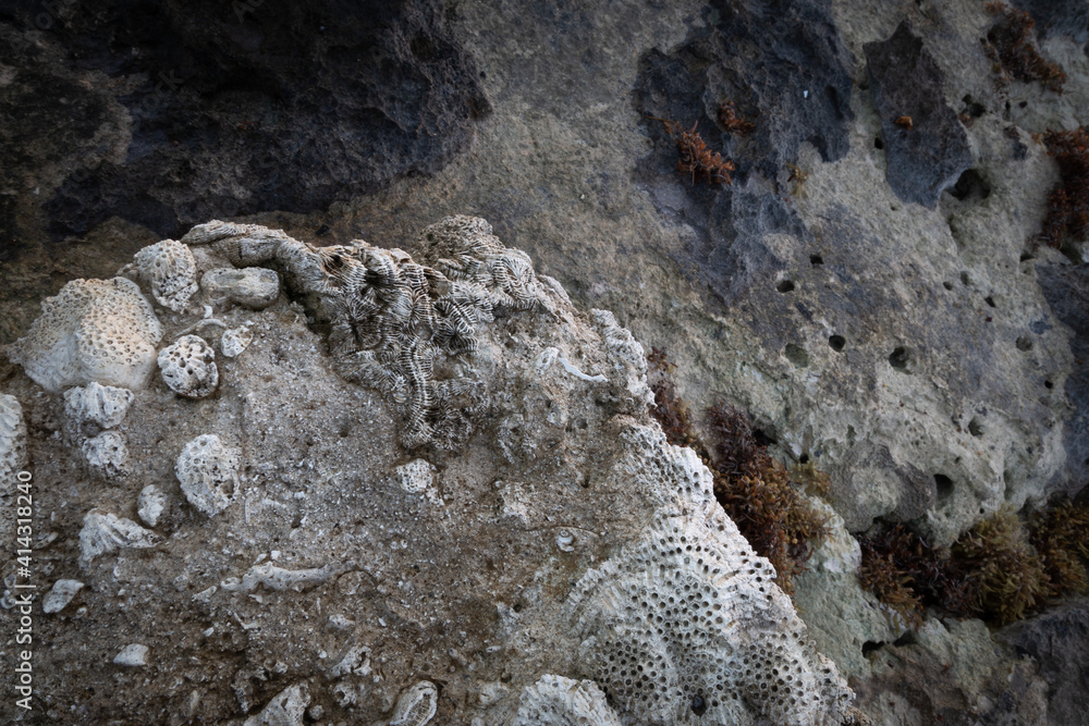 See shells fossils in a rock washed away by the ocean building a ...