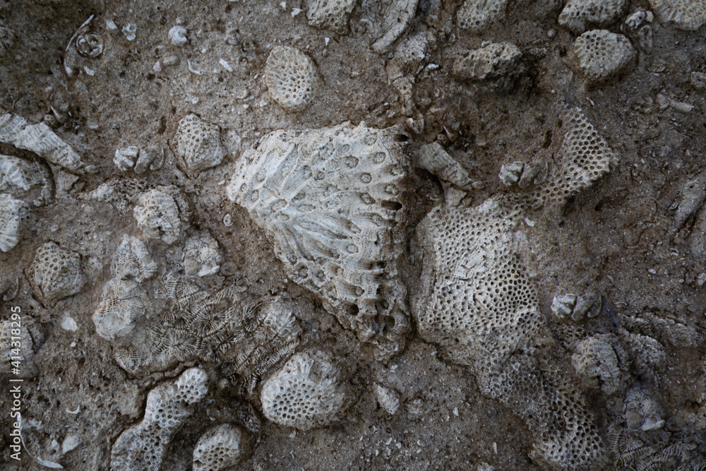 See shells fossils in a rock washed away by the ocean building a ...