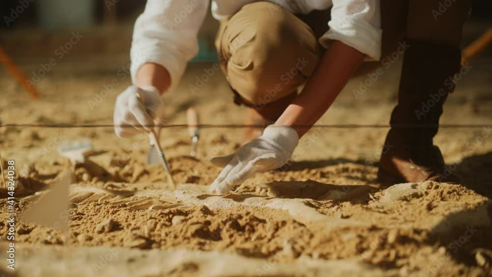 Paleontologist Cleaning Tyrannosaurus Dinosaur Skeleton with Brushes ...