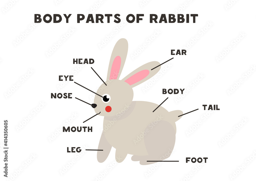 Body parts of the rabbit. Scheme for children. Stock Vector | Adobe Stock