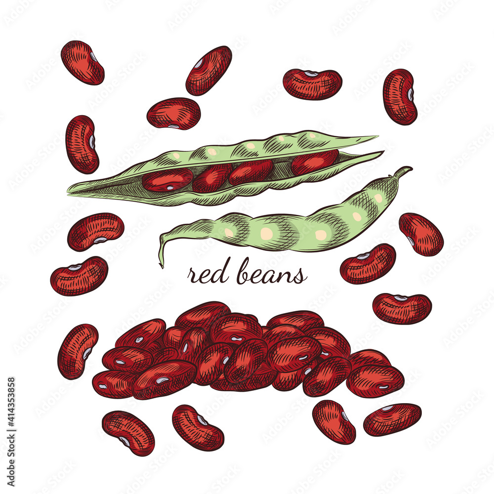 Red beans hand drawn sketch on white background. Beans and pods ...