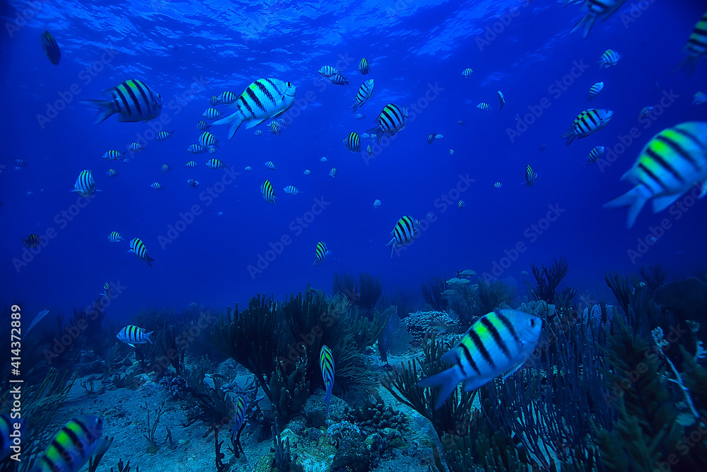 school of fish underwater photo, Gulf of Mexico, Cancun, bio fishing ...