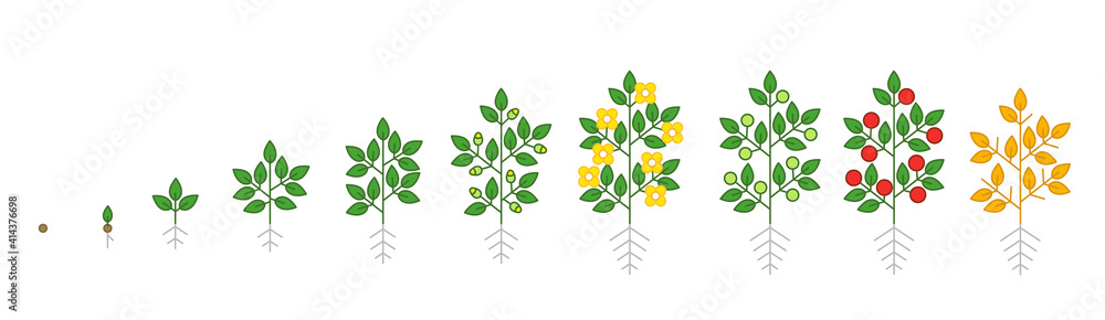 Plant growth stages infographic. Growing period steps. Harvest ...