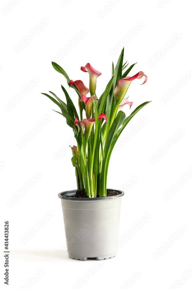 Beautiful potted pink Calla Lilies, Zantedeschia aethiopica; with ...