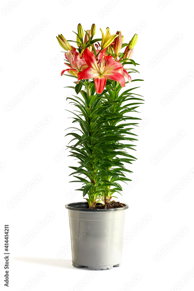Beautiful potted dark pink and white Asiatic Lilies (Oriental Lily ...