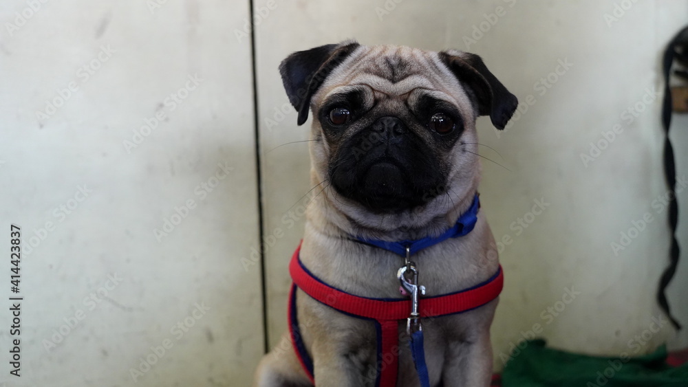 Funny cute pug sitting on the front legs and inspecting against the ...