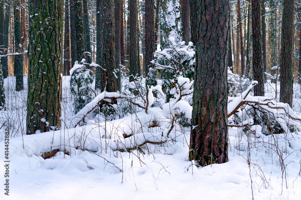 Branches of trees covered with white fluffy snow. Stock Photo | Adobe Stock