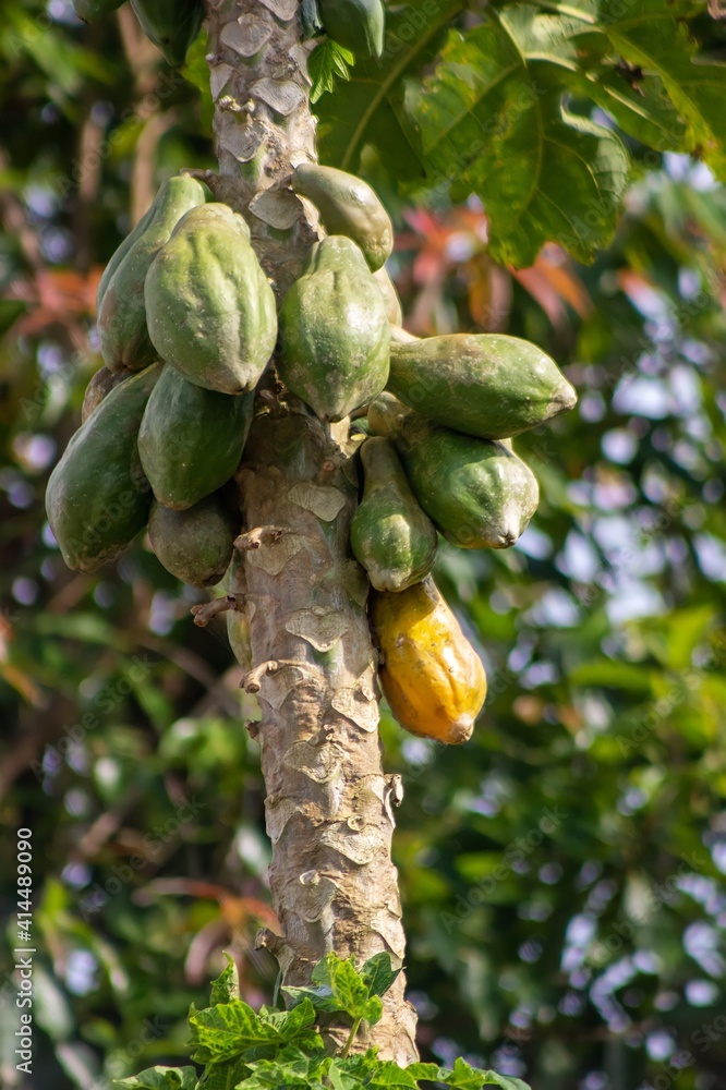 PEPAYA fruit that are in the garden belonging to the residents of ...