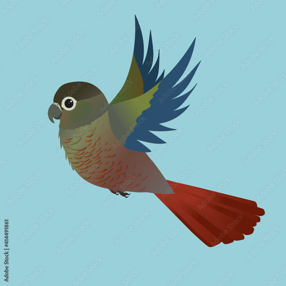 Conure Parrot Drawing
