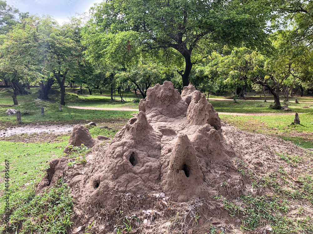 typical giant anthills in Sri Lanka, Asia Stock Photo | Adobe Stock