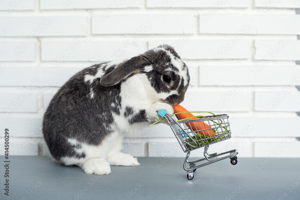 Cute rabbit eating carrot from shopping trolley Stock Photo | Adobe Stock