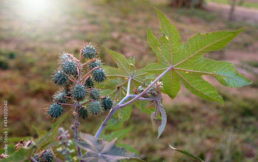 Castor (Ricinus communis) on nature background. The castor bean or ...