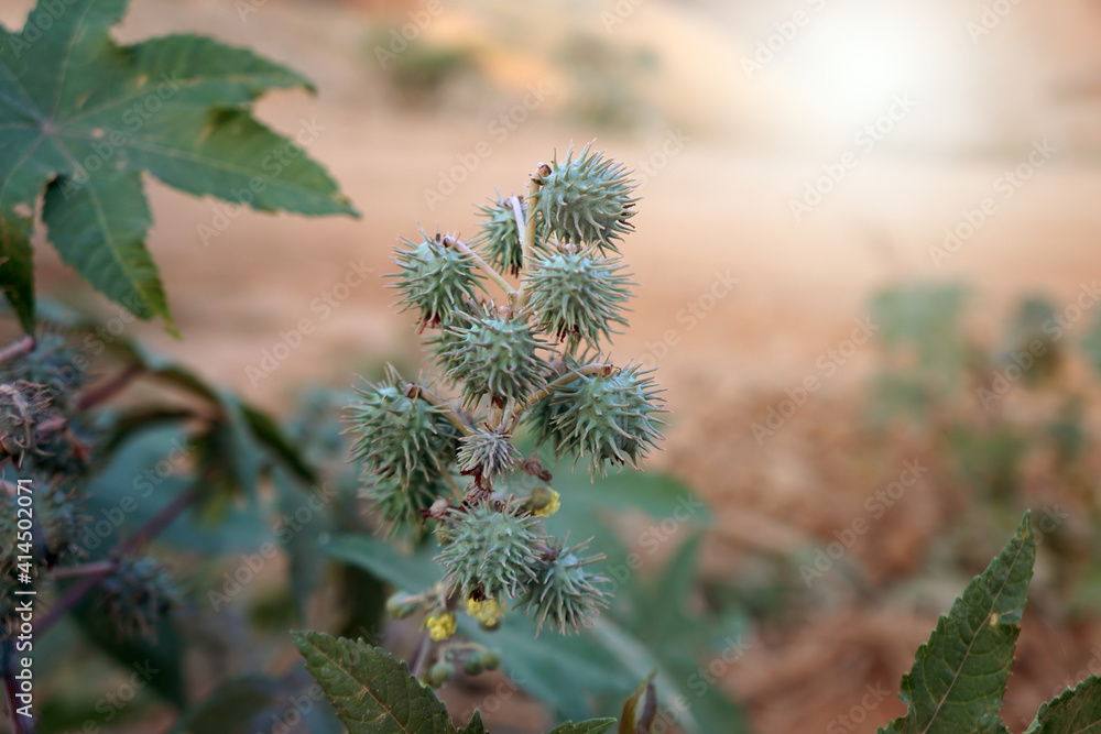 Castor (Ricinus communis) on nature background. The castor bean or ...