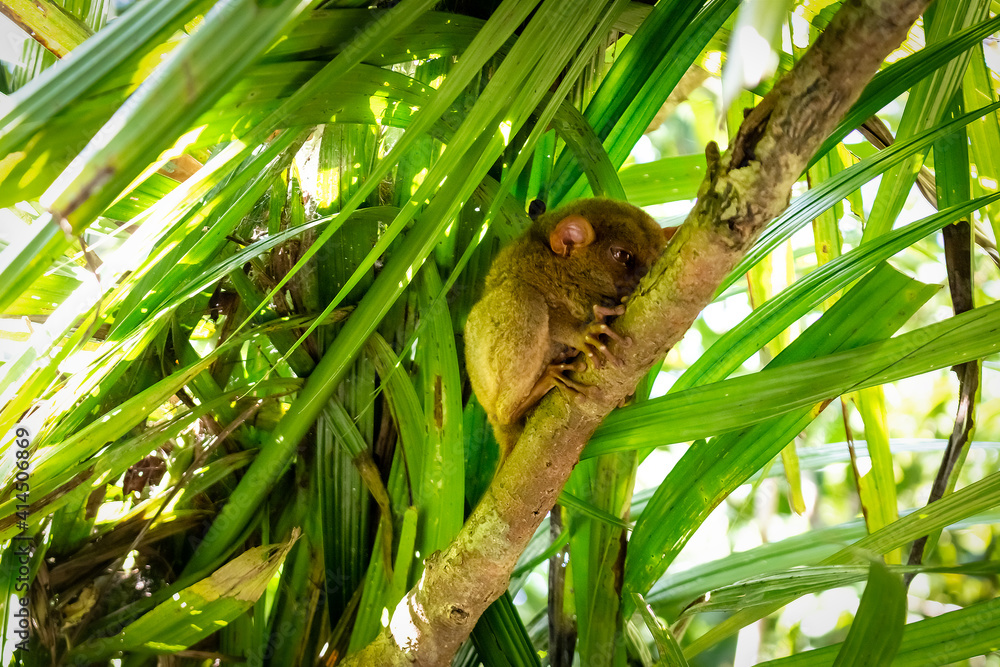Tarsier (Carlito syrichta) or mawumag (Tarsius Syrichta) in a tree at ...