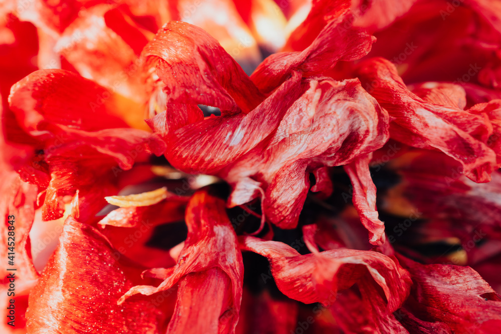 Vintage realistic closeup of dried red flower for wallpaper design ...