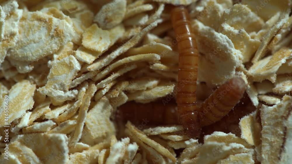 the larva is an insect in oat flakes, a parasite pest that eats human ...