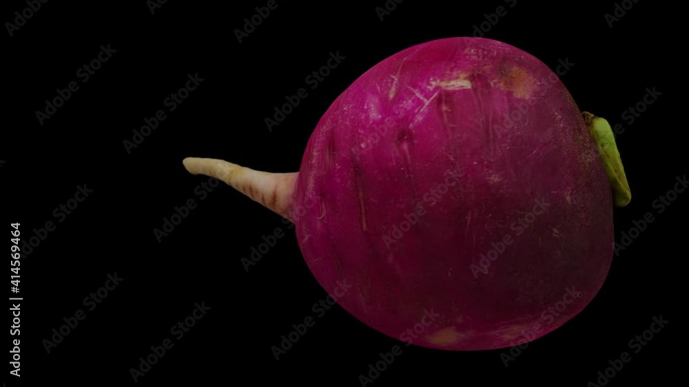 Realistic render of a rotating Red Radish on black background. The ...