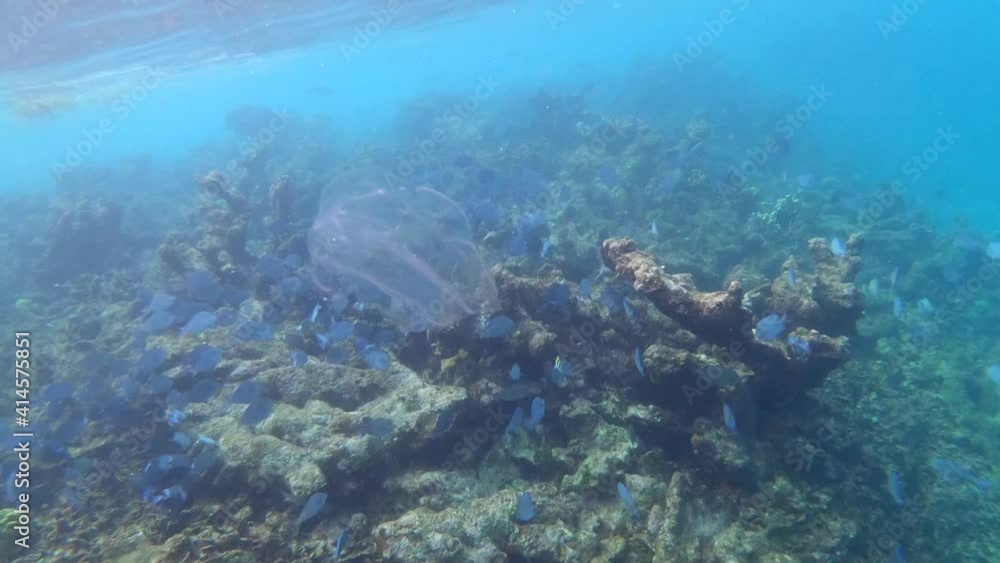 Hundreds of blue fish and a jelly fish swimming and floating above ...