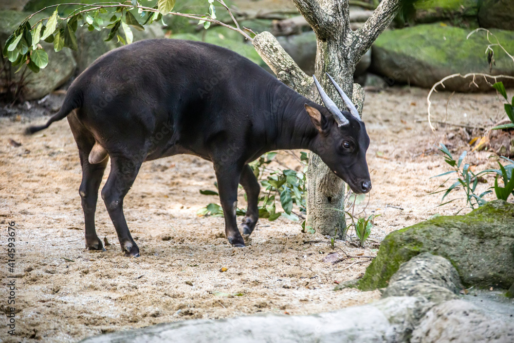 The lowland anoa is a small bovid, t is most closely allied to the ...