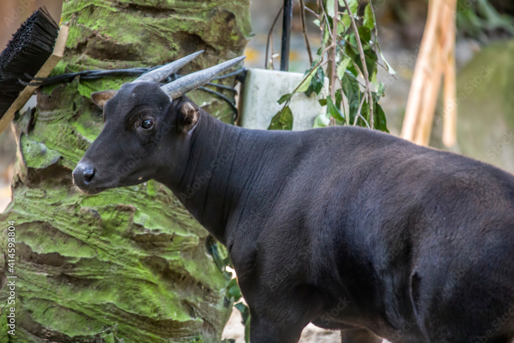 Foto de The lowland anoa is a small bovid, t is most closely allied to ...